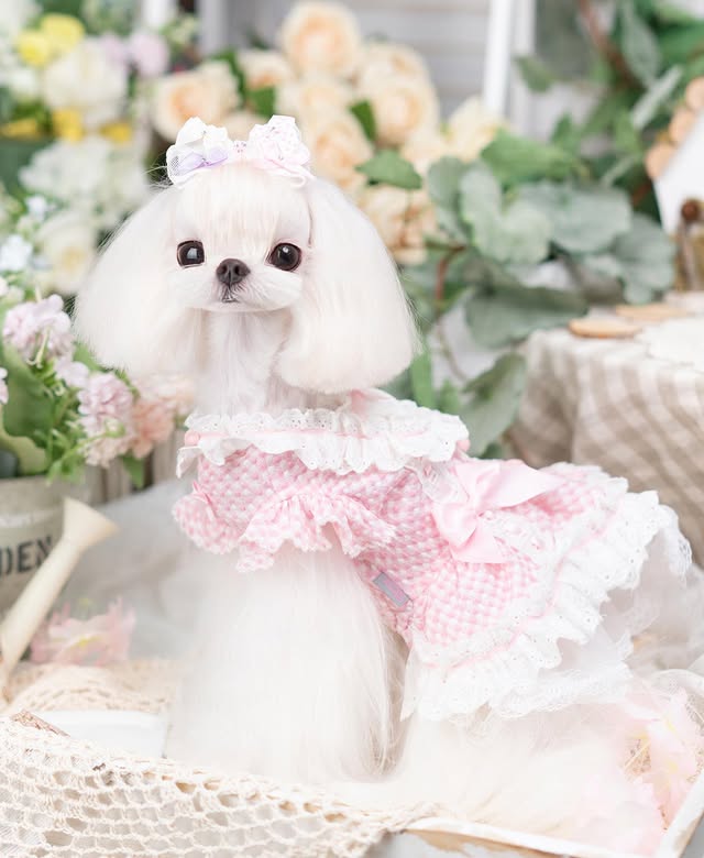 Luxury design dog Lacy Princess Puff Dress – BIG FRENCHIES