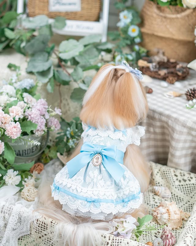 Luxury design dog dress vintage lace – BIG FRENCHIES