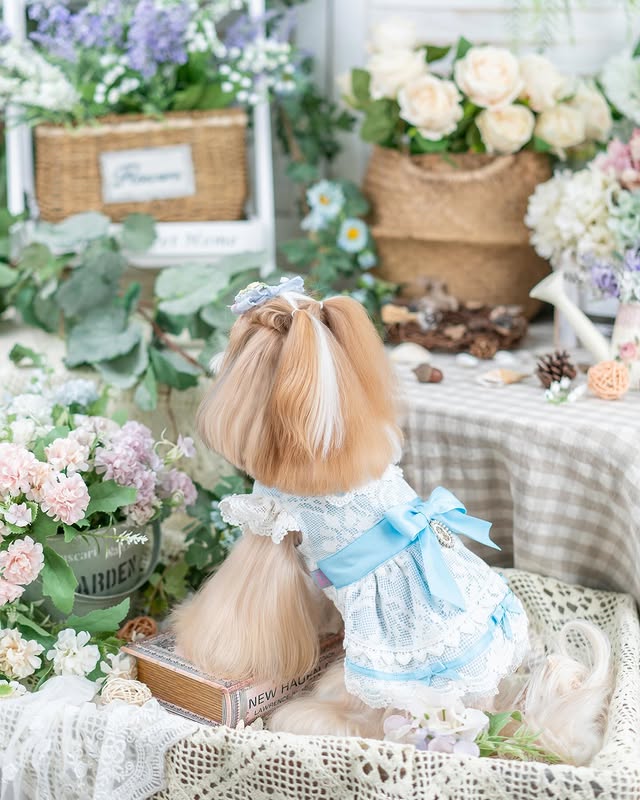 Luxury design dog dress vintage lace – BIG FRENCHIES