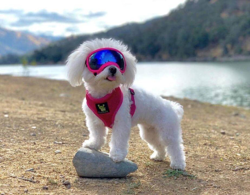 EcoBark Pink Dog Harness - Over-the-Head Soft Mesh Dog Vest Halter for ...