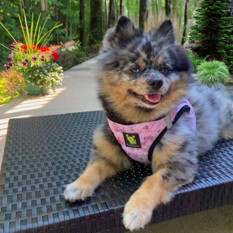 EcoBark French Floral Step In Dog Harness - Reflective Soft Mesh Harne ...