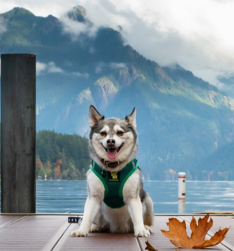 EcoBark Forest Green Step In Dog Harness - Reflective Soft Mesh Harnes ...